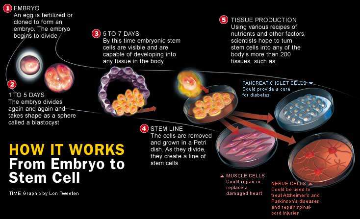 BAAB- ENGLISH: STEM CELLS