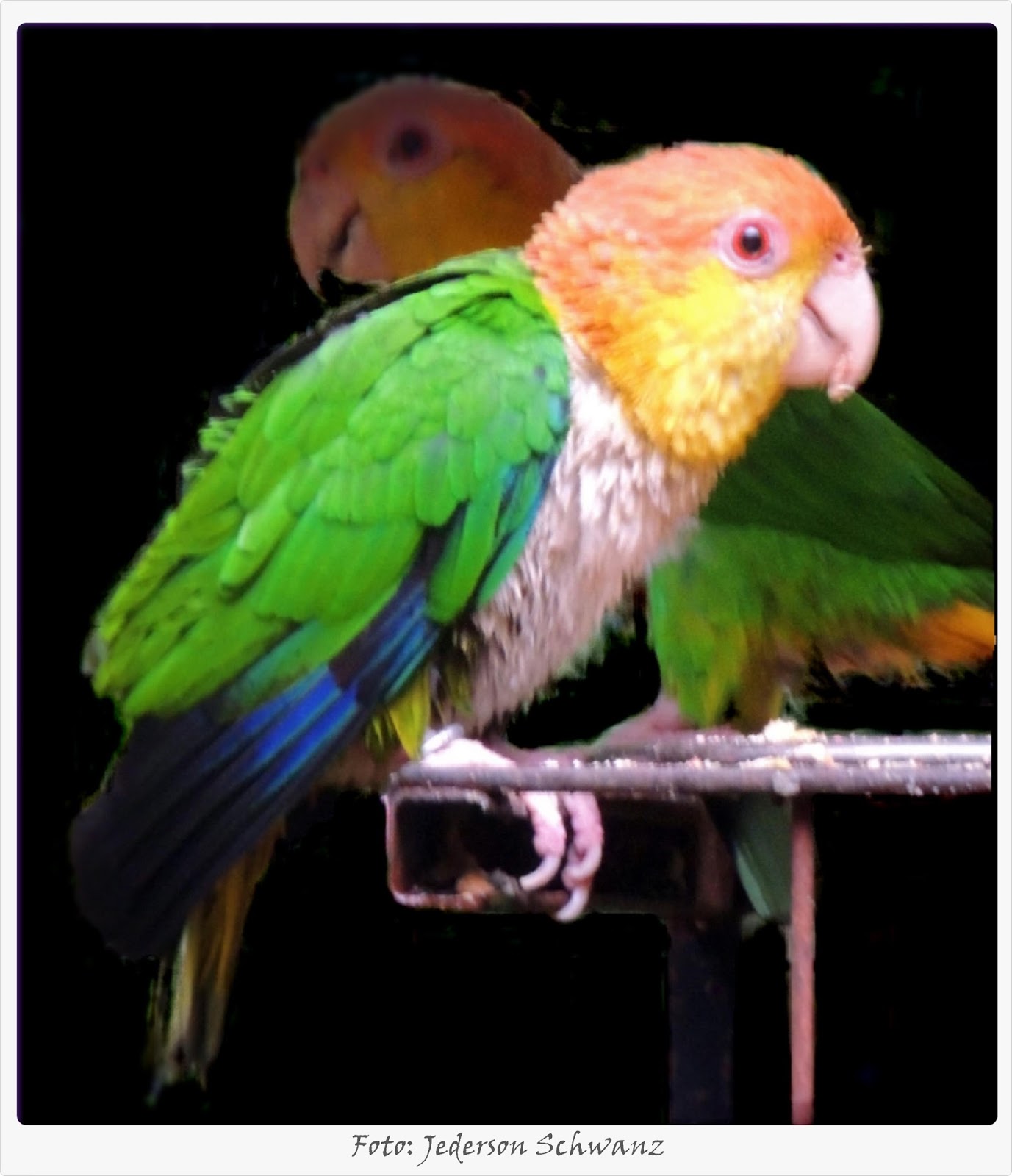 Curica *** Amazona amazonica (Linnaeus, 1766) >Orange-winged Parrot