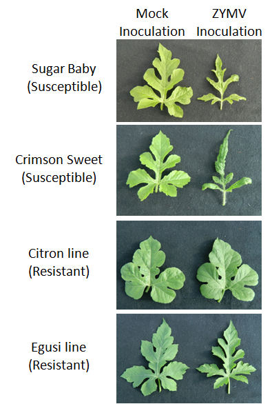 Vegetable Breeding, Genetics & Genomics: June 2013