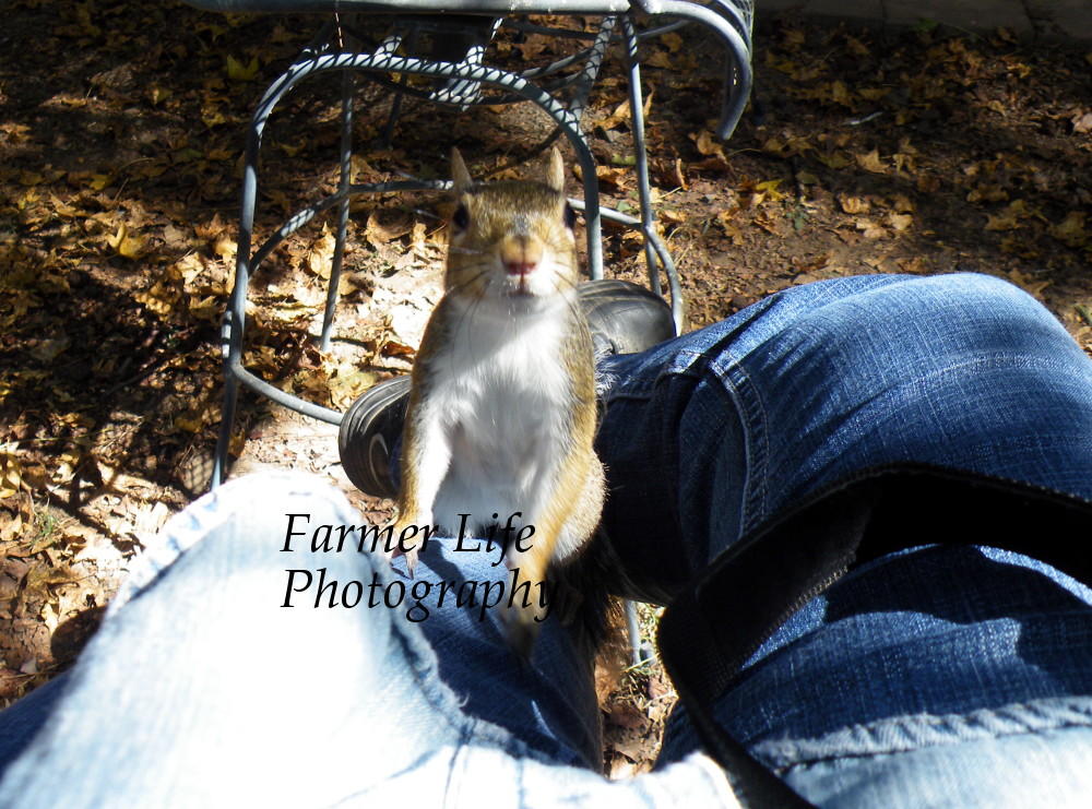Living A Farmer's Life: Squirrel Spam 2!