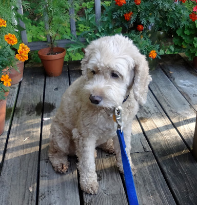 A view from the furry side