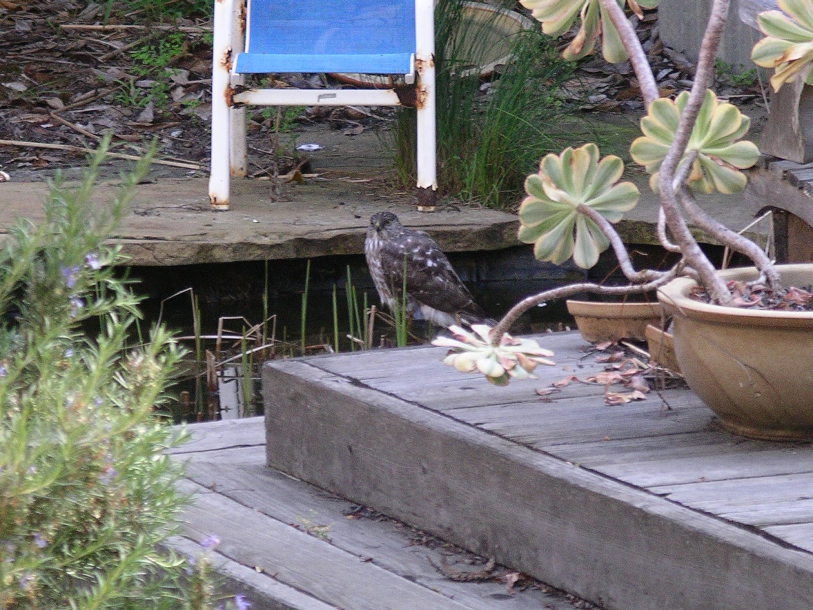 A California Native Plant Garden in San Diego County: Bog Planting in ...