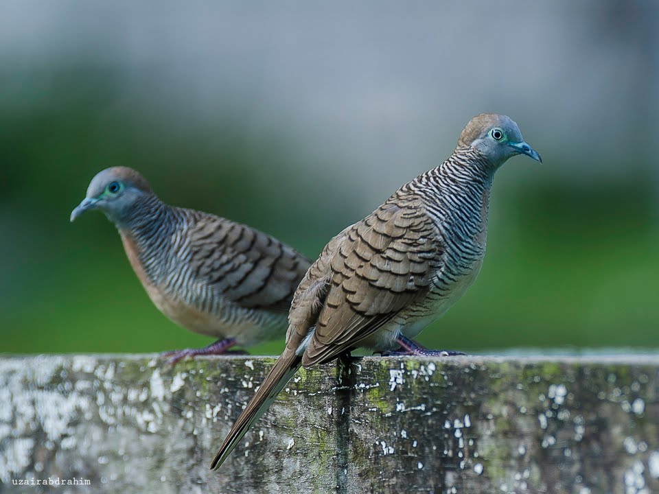 B u r u n g K e l i l i n g R u m a h .....: Merbok ( Zebra Dove ...