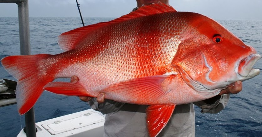 Fish Index: Emperor Red Snapper (Lutjanus sebae)