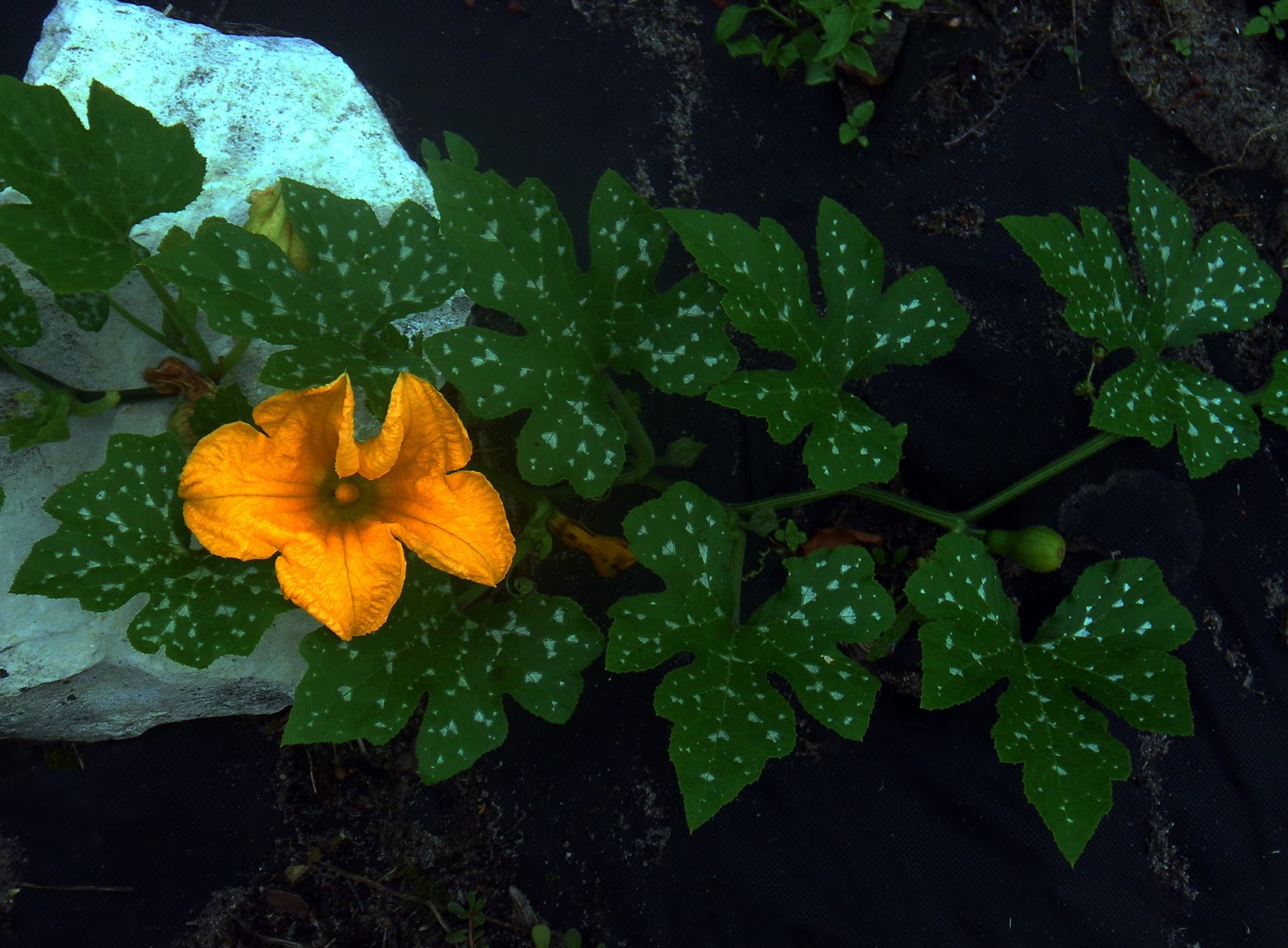 Scirpidiella's Plants: Rare Cultivated Squashes (Cucurbita sp. div.)