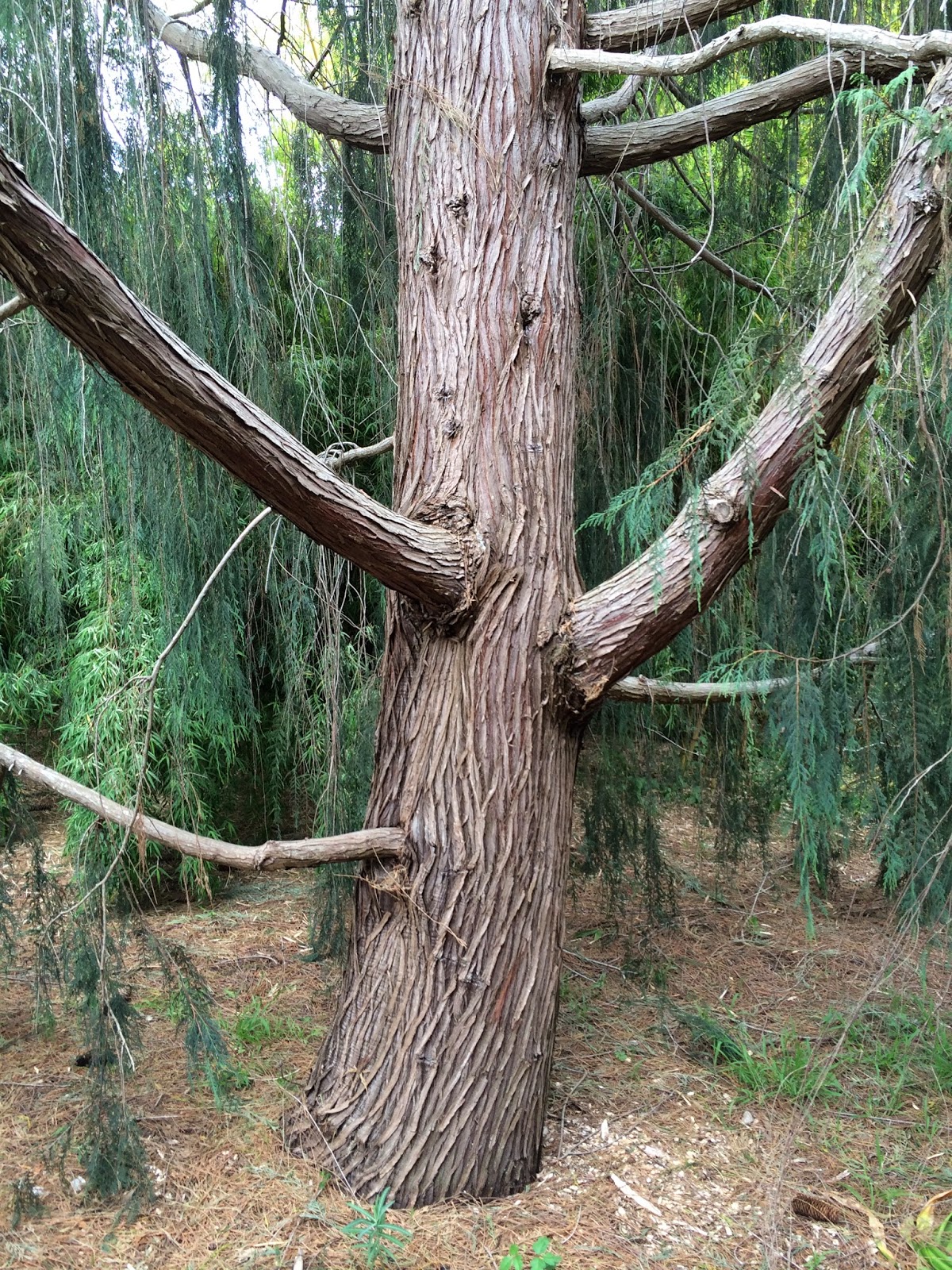 Trees of Santa Cruz County: Cupressus cashmeriana - Kashmir Cypressus