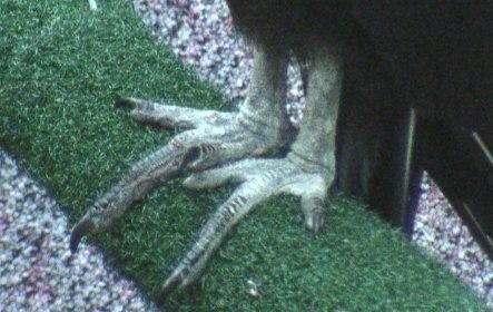 QUINTESSENTIAL DNMACHIGO BLOG: WHY VULTURES DON’T FEED ON LIVE PREY