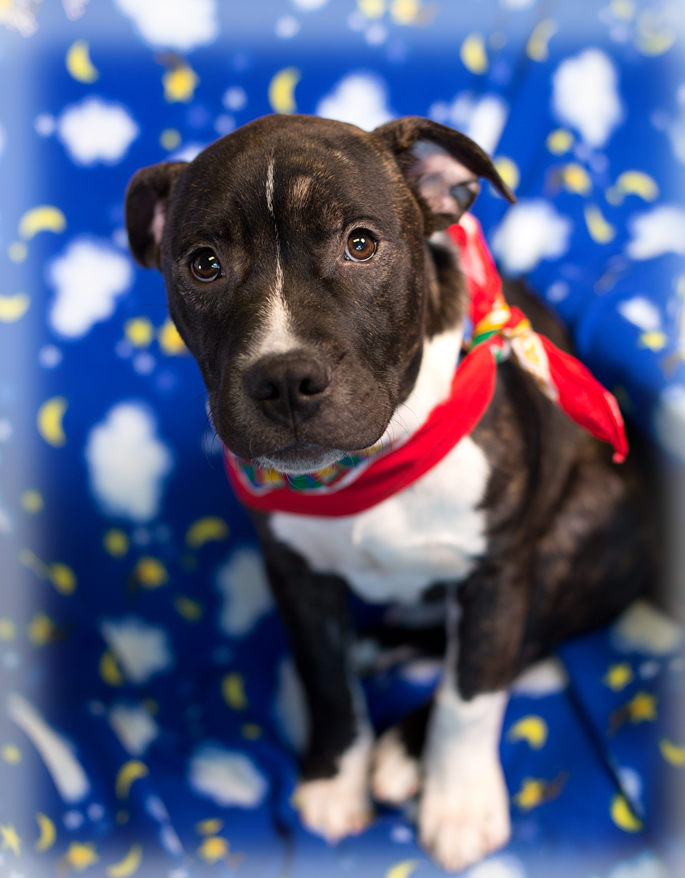 Shelter Dogs of Portland: "BLANCO" gentle sweetheart - short and stout ...