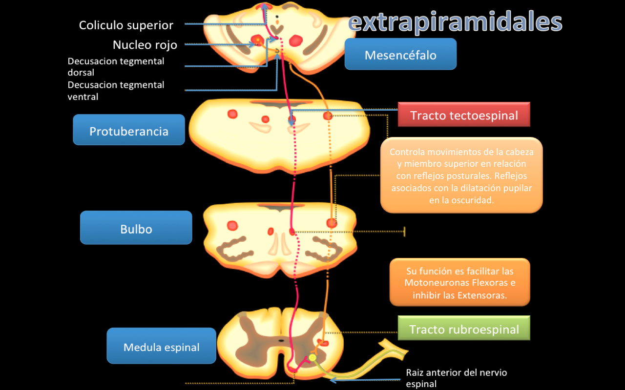 Fisologia con henry: Vías Descendentes, Neuronas Motoras, Arco Reflejo