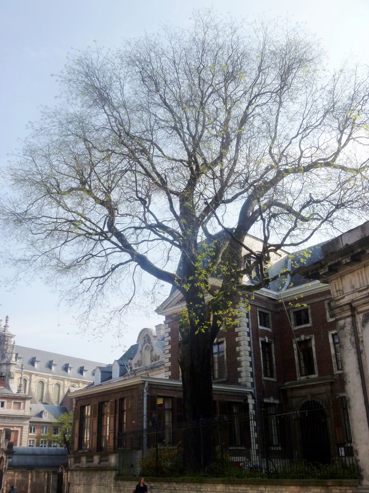 Bomenstichting Achterhoek: Boom van 't Groot Verdriet