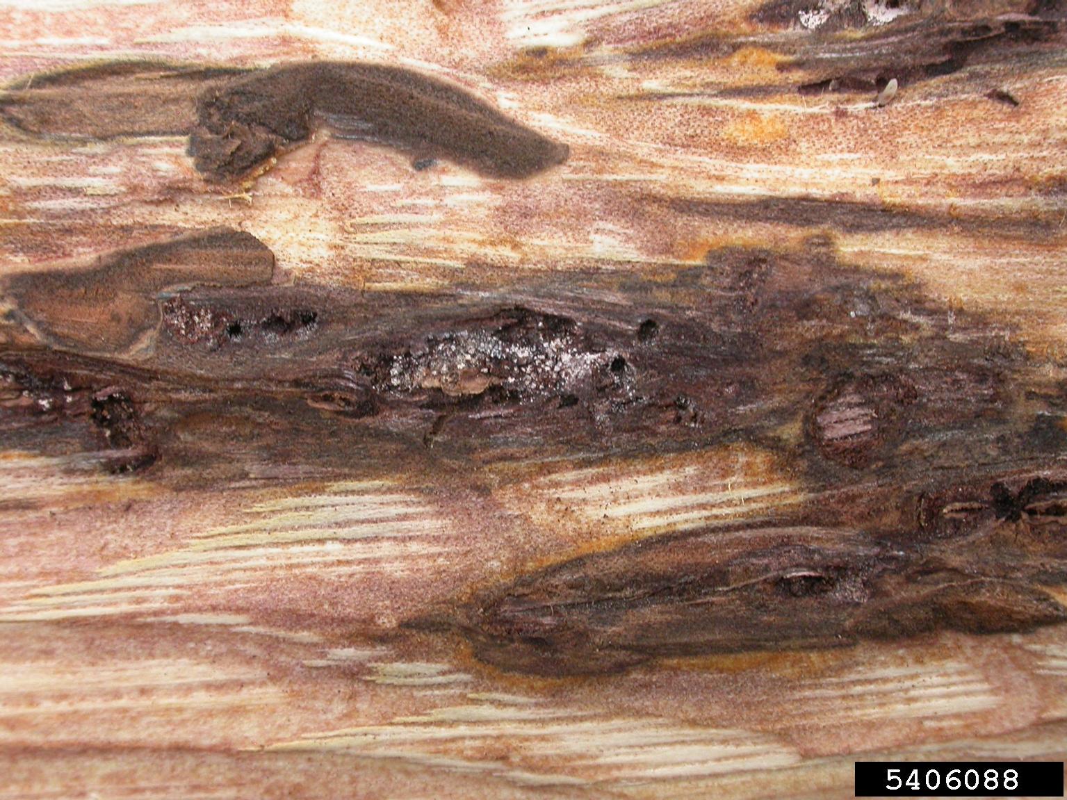 Center for Invasive Species and Ecosystem Health: Walnut twig beetle ...