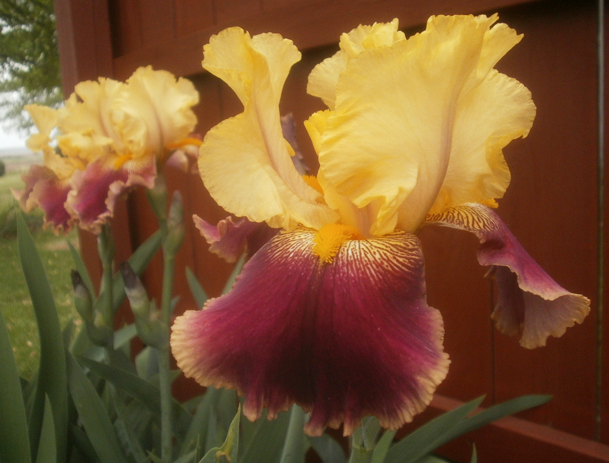 Plants are the Strangest People: 6/8/14 - 6/15/14