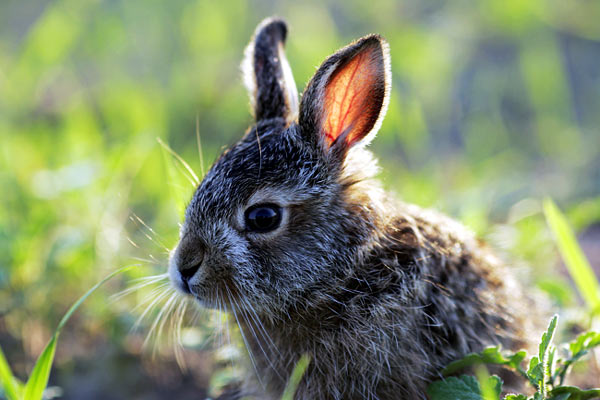 Ti Racconto Una Fiaba, Pastrugno?: IL LEPROTTO DI PASQUA