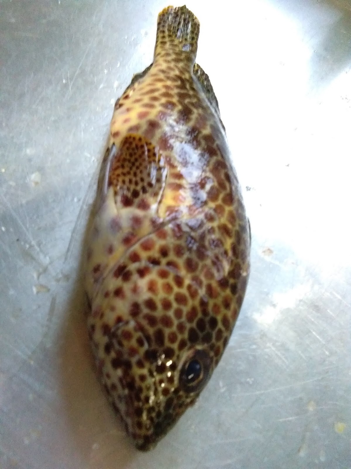 ikan tompok hitam ekkr - Isaac Abraham