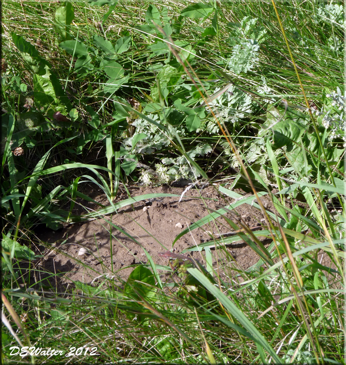 The Home Bug Garden: Friday Bug: Pine cones, molehills, and gophers