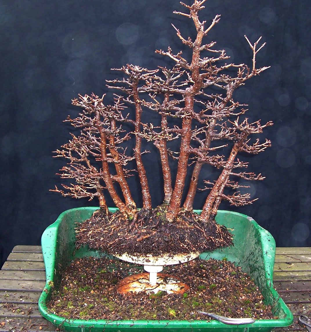 MiKo Bonsai: Larch Group re-pot