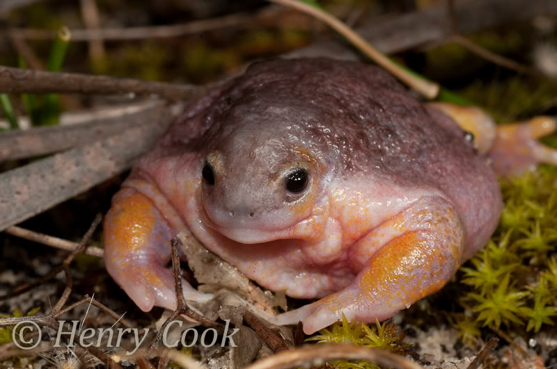 Gambar Katak Yang Pelik