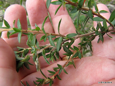 Sydney's Wildflowers and Native Plants: Leptospermum squarrosum - Pink ...
