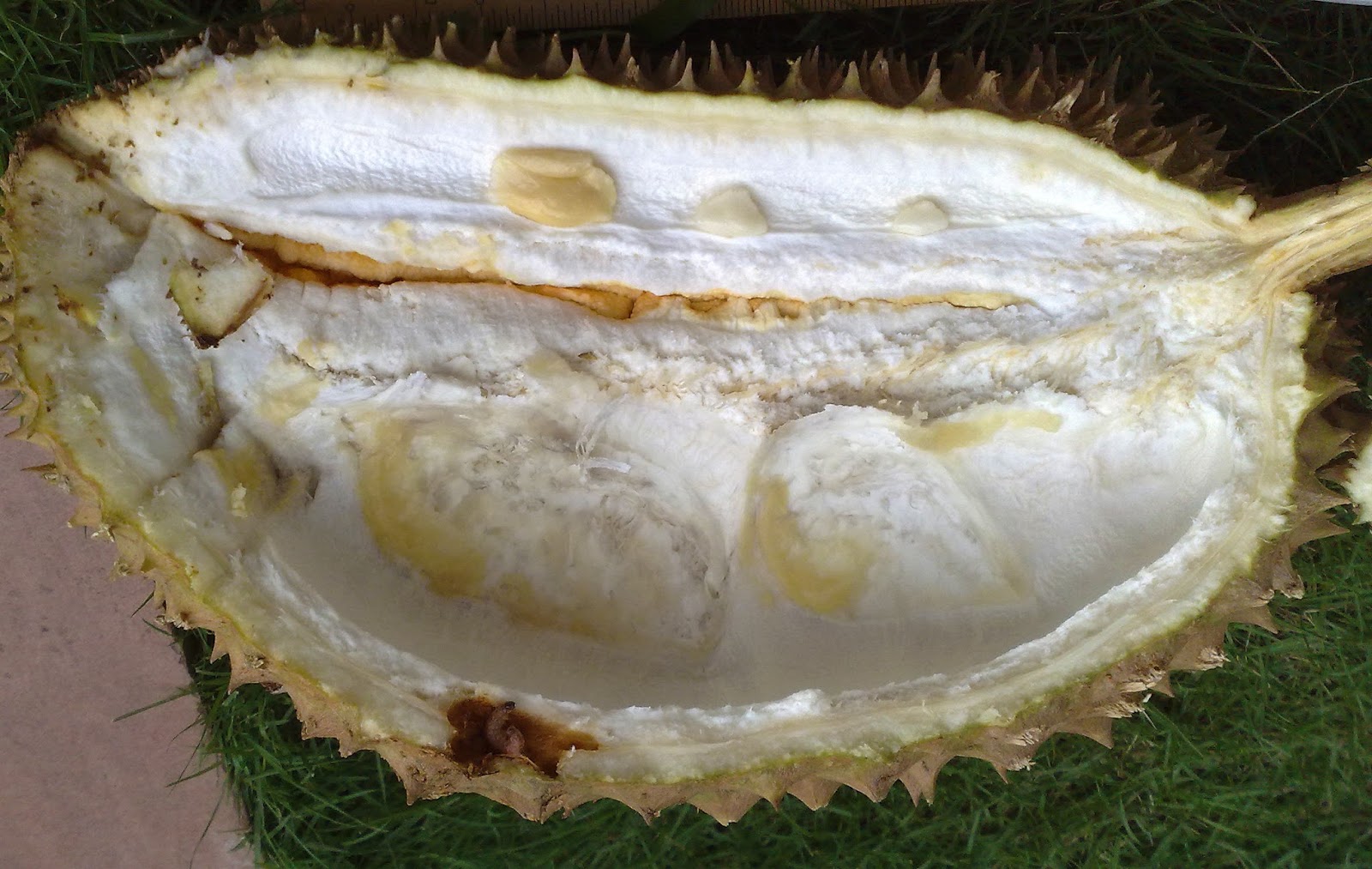 Durian Info: Uneven Fruit Ripening (UFR); Wet Core and Tip Burn In Durian