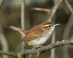 My Red Cape: Trees are budding, this winter is almost over.