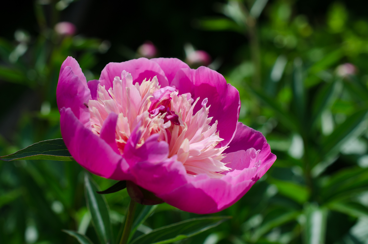 POTONIKA (Paeonia)