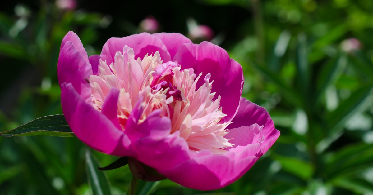 POTONIKA (Paeonia)