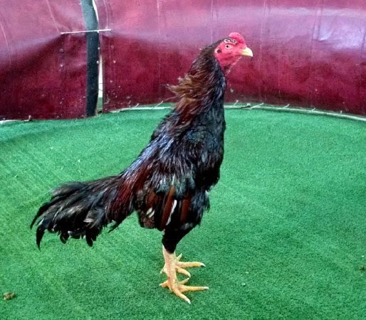 GALOS DE COMBATE BRASIL #2021: UM DOS GALOS MAIS FAMOSOS DO BRASIL