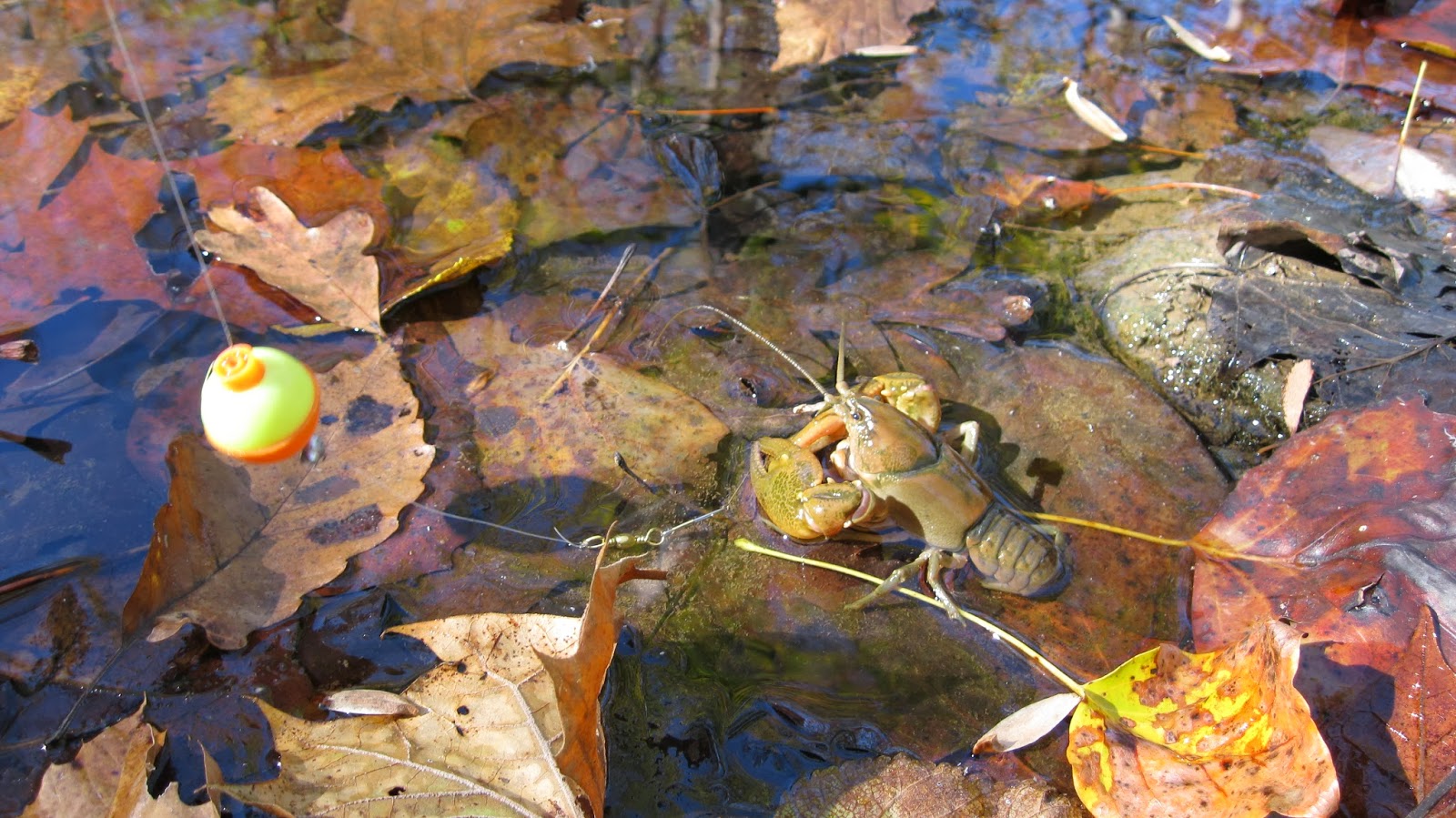 Lee County Virginia: Stop # 20: Catching Crawdads on Martins Creek near ...