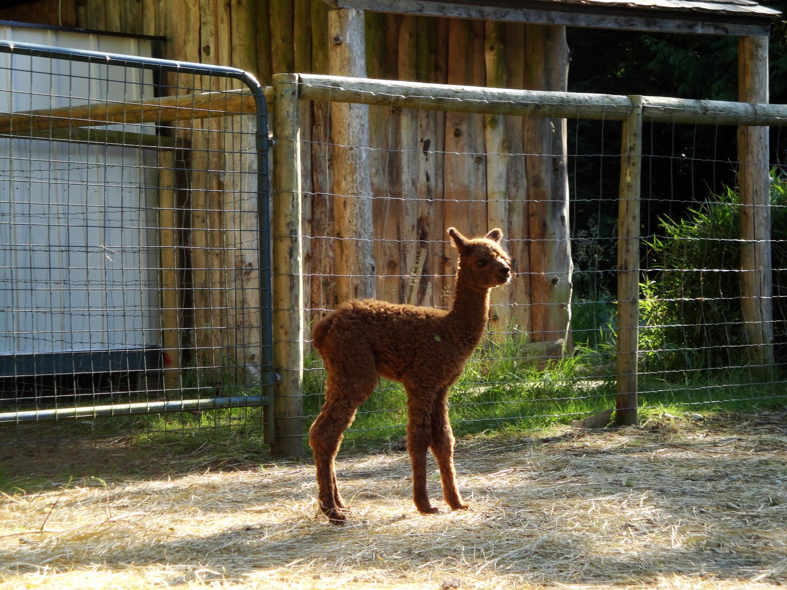 Adventure Canada: Alpaca Farm