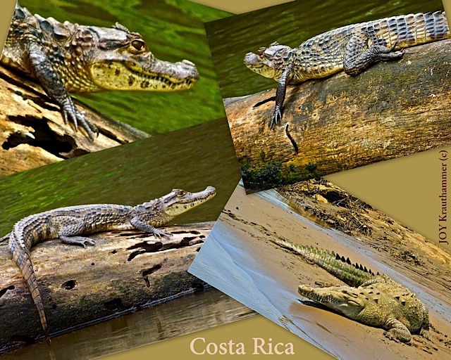 JOY's PHOTO COLLAGES: COSTA RICA collages by Joy Krauthammer