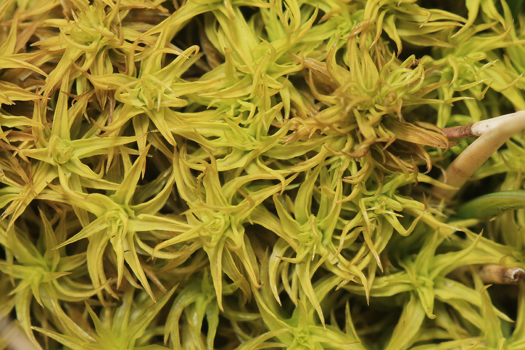 Moonmoths Photo Gallery: Rhossili Bryophytes (3)