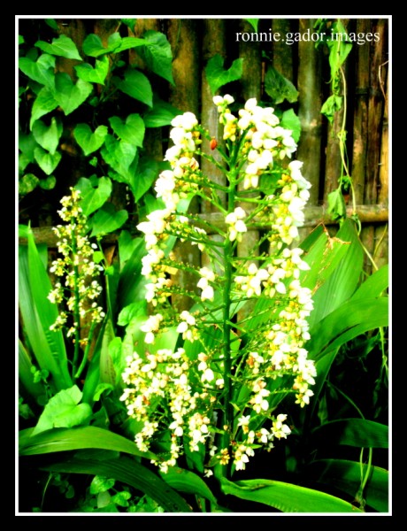 Travels and History: Enigmatic Beauty of Polangui, Albay