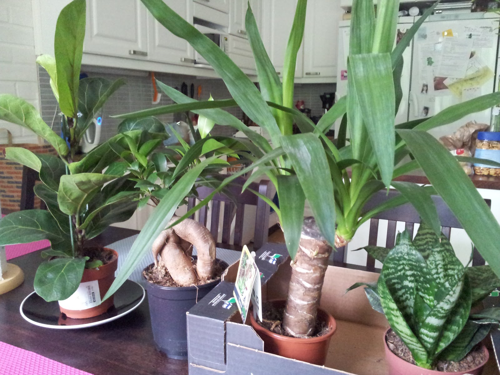 Gekkoilua: Gekolle kasveja!