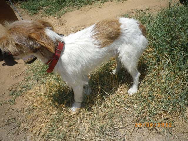 NOBLE GALGO: Timi nos necesita, ayuda (Sevilla)