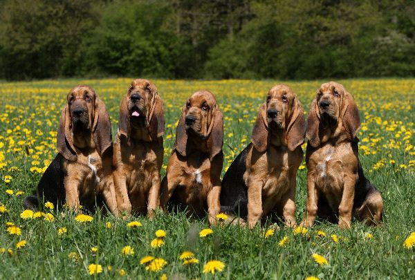 Cute Puppies Breeds Pictures