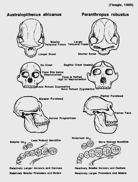 Portal Furnari: EVOLUÇÃO HUMANA (Parte 5) Paranthropus