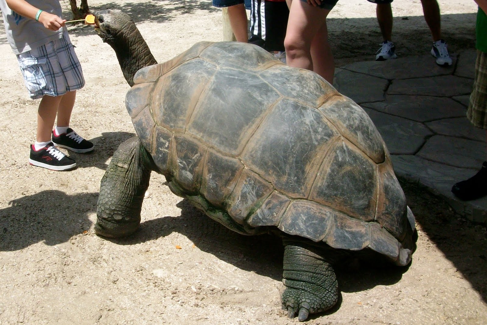 ZooZooReview: Gatorland Zoo