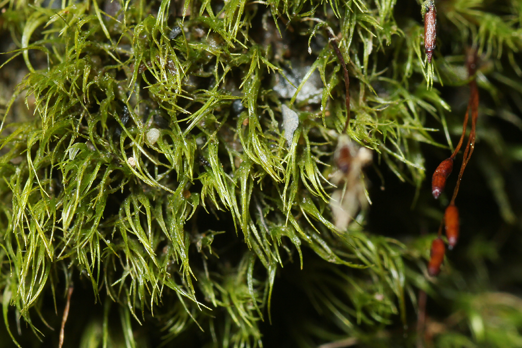 Moonmoths Photo Gallery: Afon Pyrddin