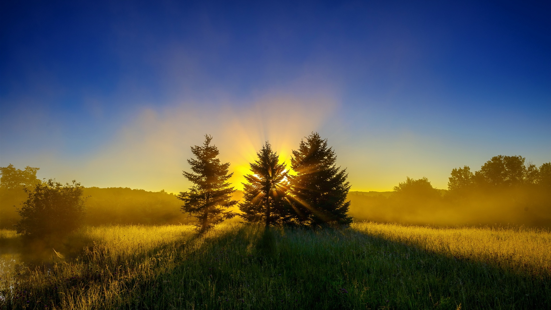 Early Morning Mist Nature Landscape Sunrise Trees - High Definition ...