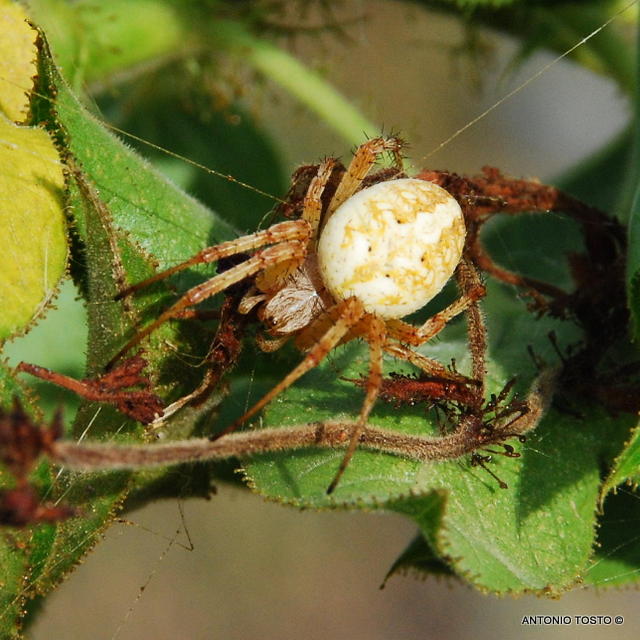Dominican Spiders: Araneidae