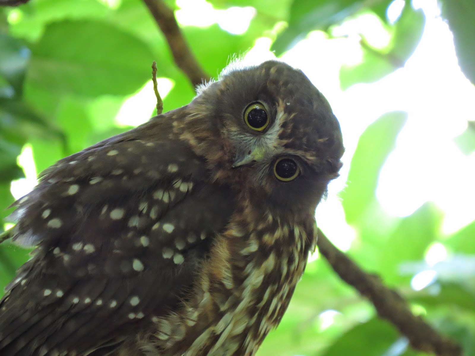 Puffin and Friends: ニュージーランドアオバズク Morepork (Ruru)