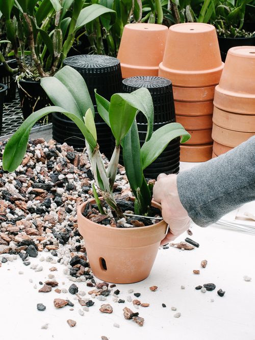 The Orchid Column: How to Repot an Orchid