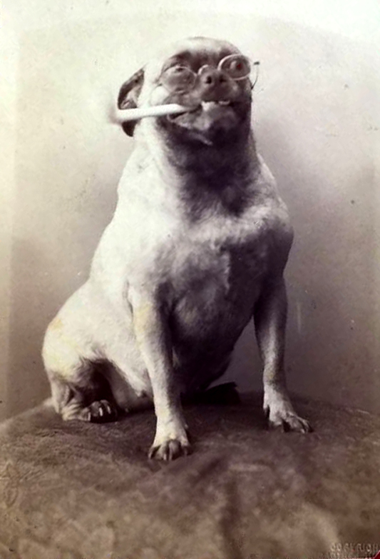 Vintage Doggy: Pug in Glasses Smoking, Circa 1890s