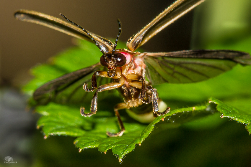 The Ohio Nature Blog: Common Eastern Firefly - Photinus pyralis
