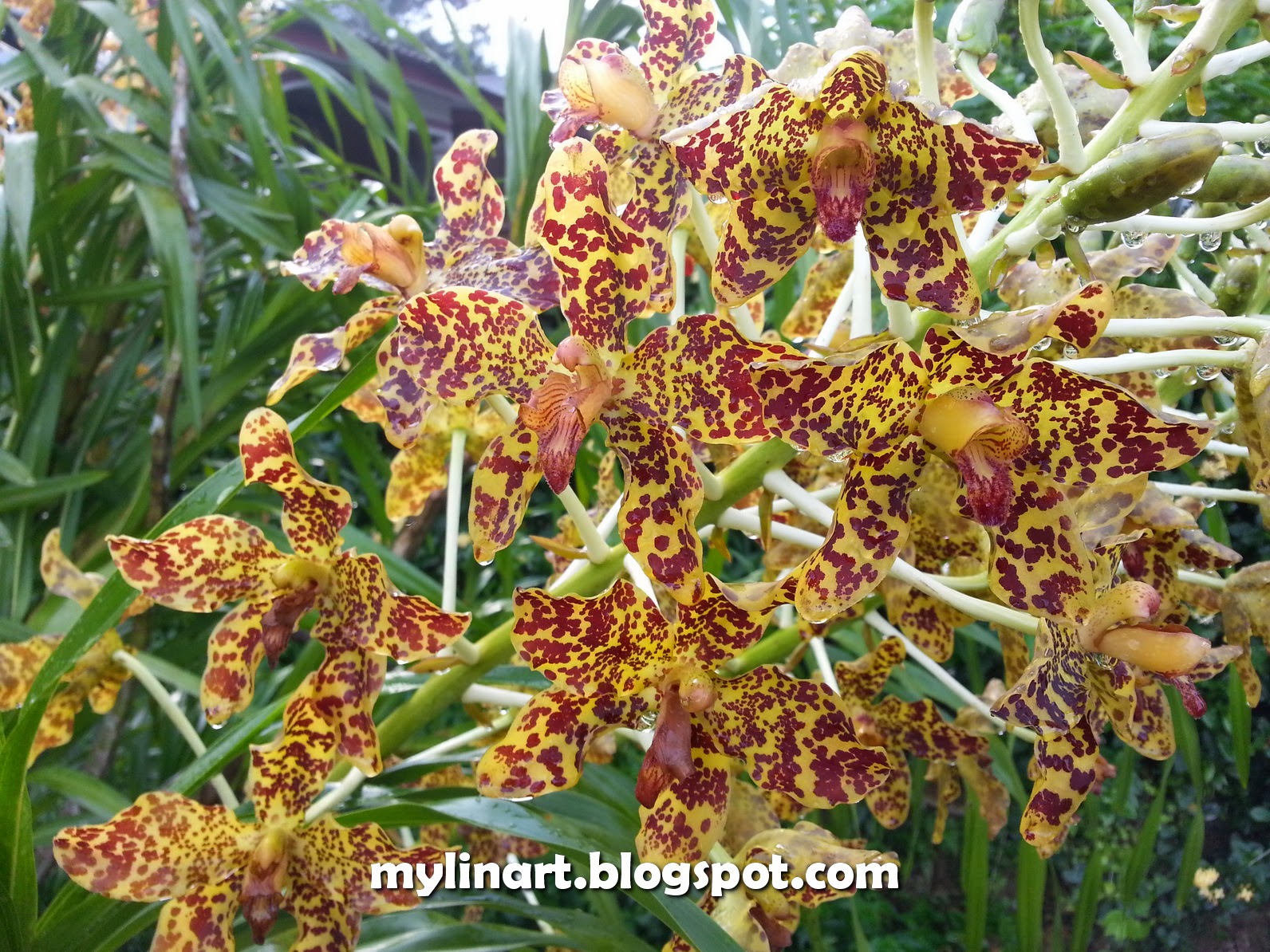 Anggerikkkk....Orkid Harimau... | mylinart