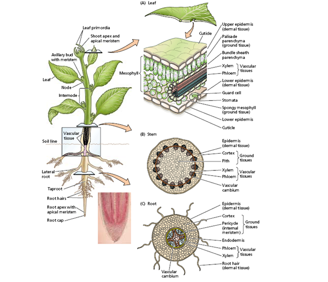 طلاب البيولوجيا في الجزائر: Cour N03 de Biologie Végétale : Anatomie ...