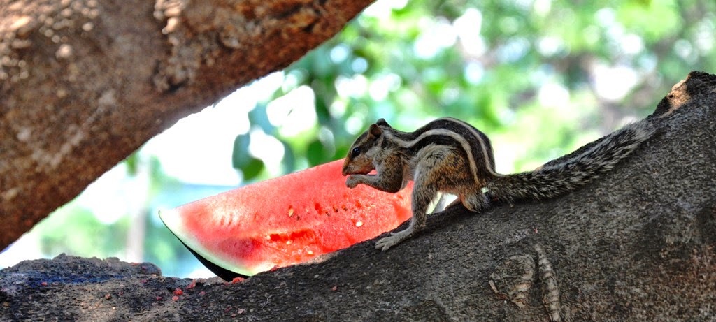 PRABALA GRISHMA PRABAHA O GARAMKU KHATIR NA KARI GUNDUCHI MUSA TI ...