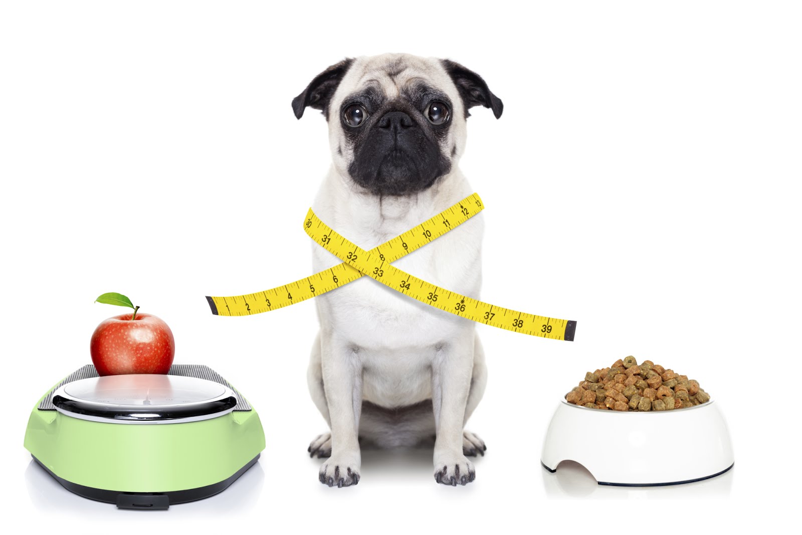 Clínica Veterinária Prof. Israel: Conheça 15 fatores sobre a obesidade ...