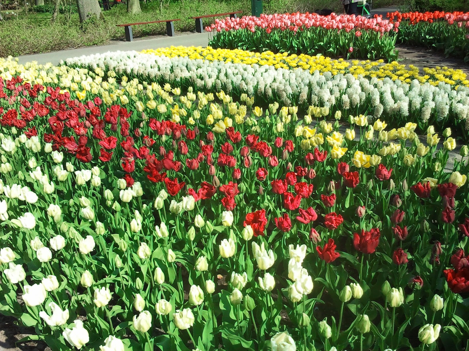 apple muslim holiday: BELANDA ANTARA KEUKENHOF DAN VOLENDAM