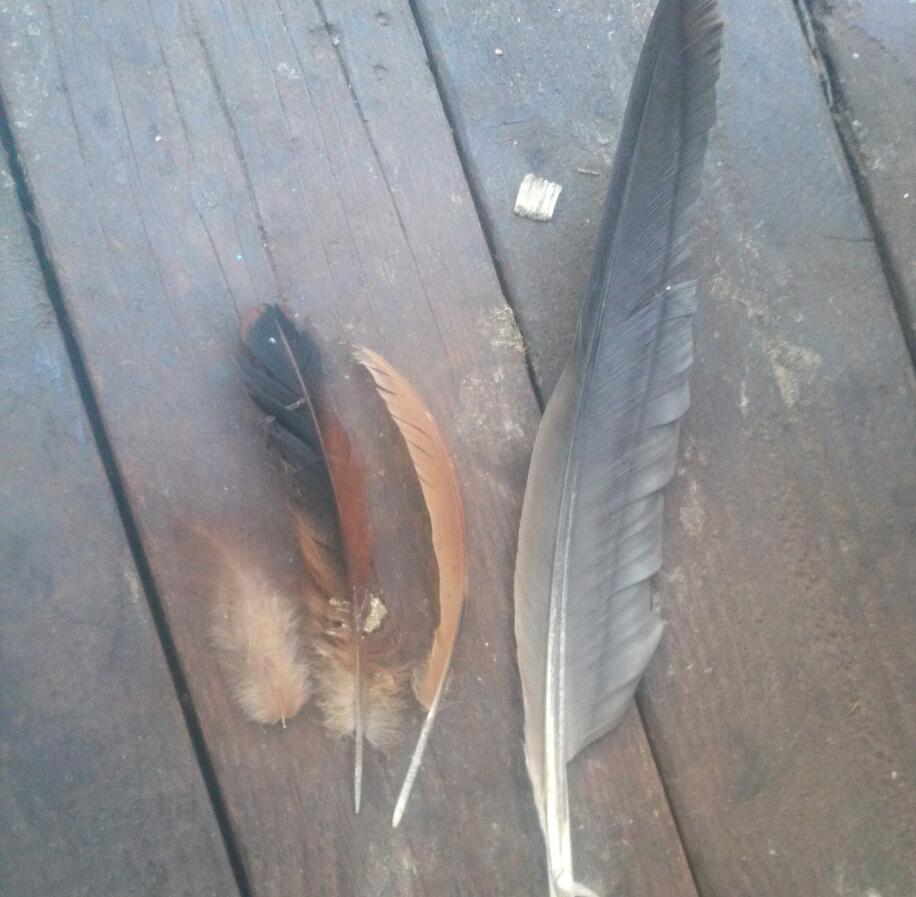 A Homeschool Feather Study